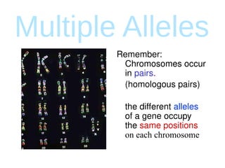 Understanding Multiple Alleles and Human Blood Types: Genetics ...
