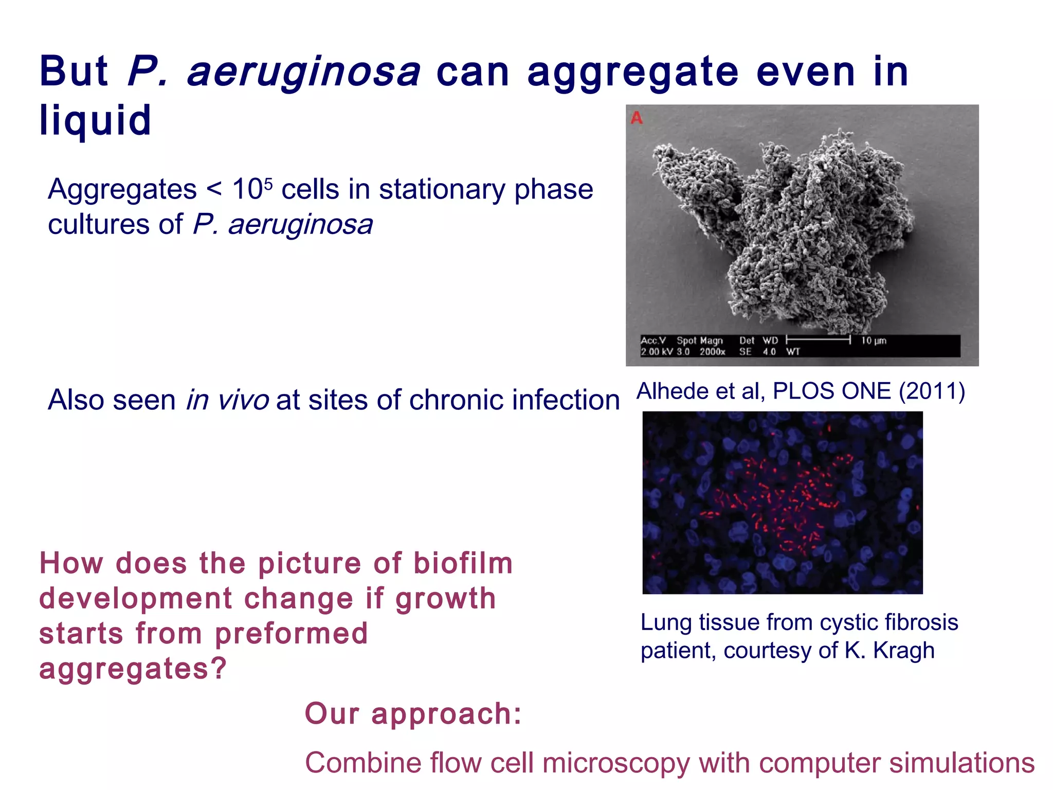Sticky bacteria and the growth of biofilms on surfaces - Rosalind Allen ...