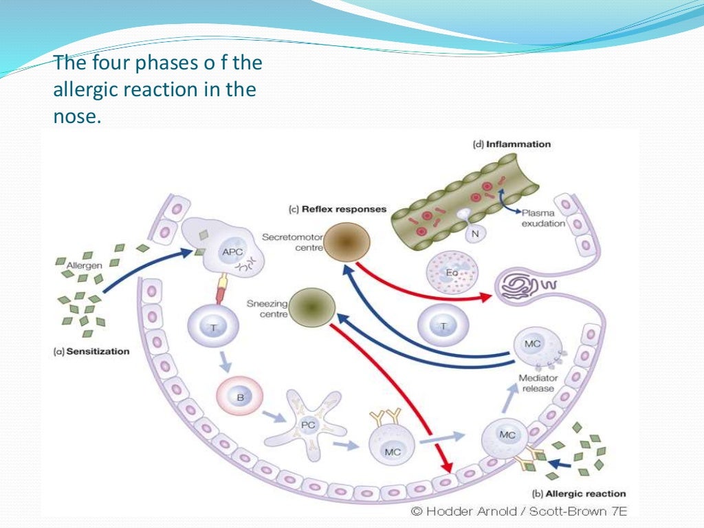 Allergic and non allergic rhinitis