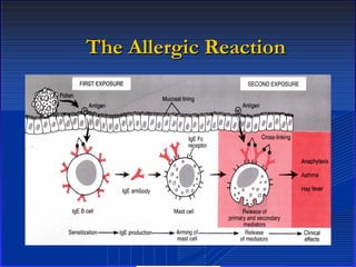 Allergic rhinitis lecture 100829 | PPT