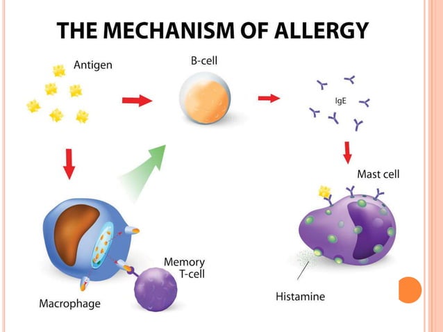 Allergies due to drugs | PPT