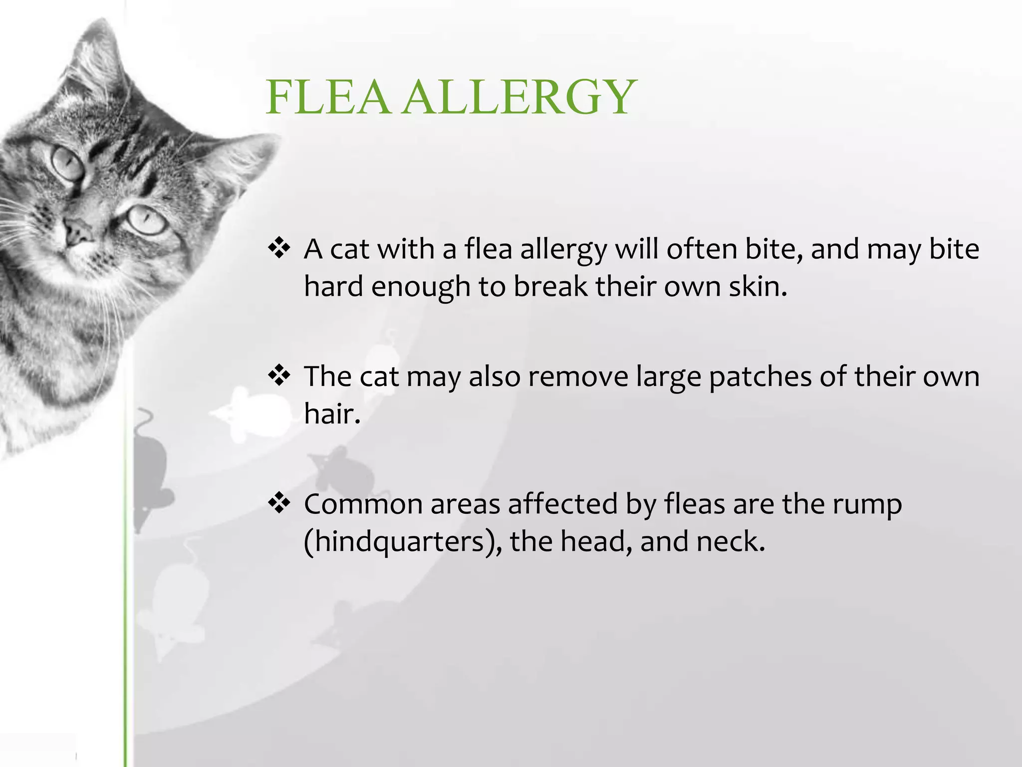 Cat Allergies – Symptoms, Diagnosis, Treatment & Prevention | PPTX