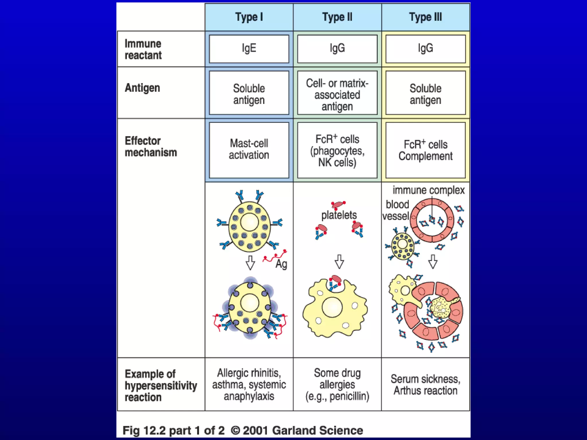 Allergy and Hypersensitivity | PPT