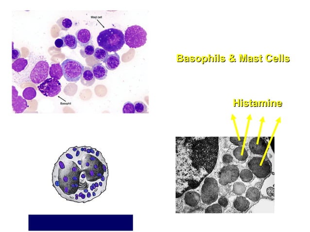 allergy and hypersensitivity pdf download | PPT