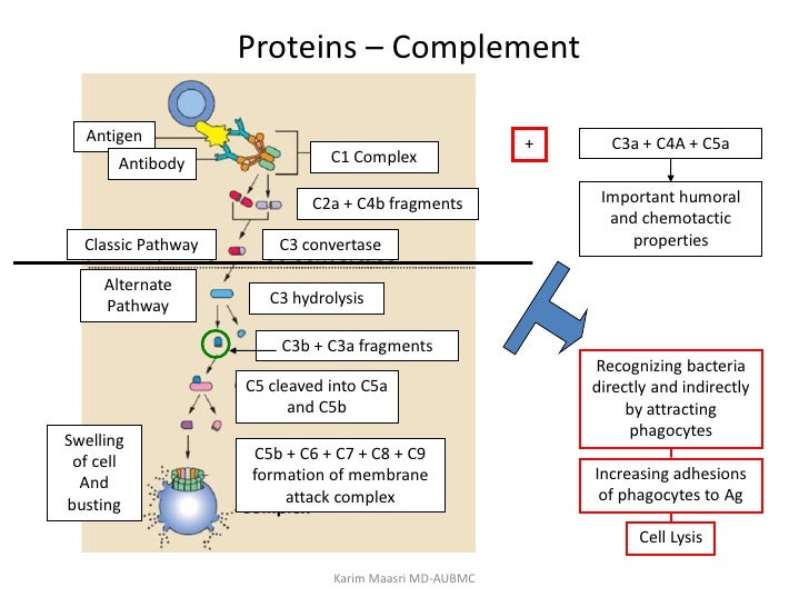 Allergy and anesthesia