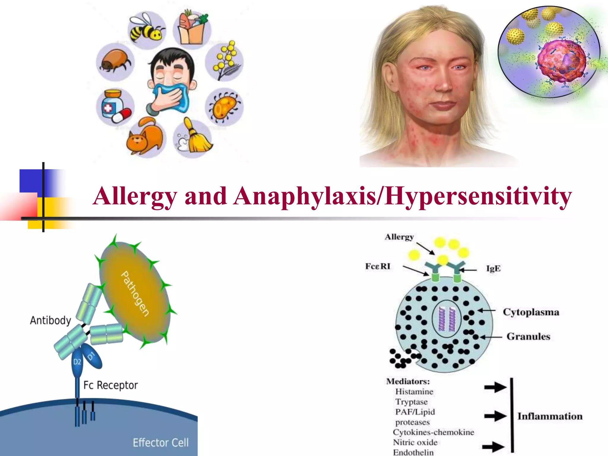 Allergy and Hypersensitivity | PPTX