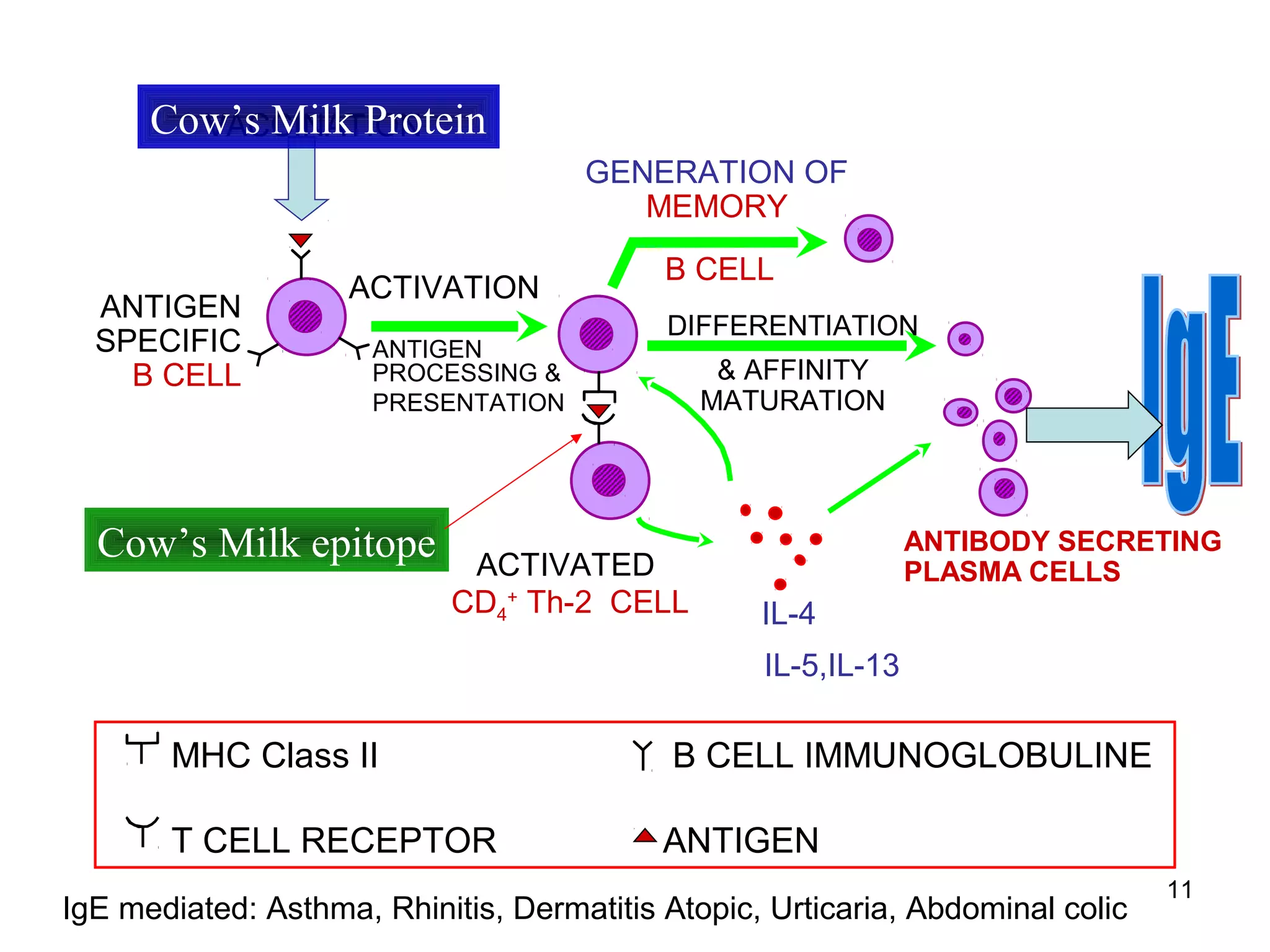 Allergy march from atopic dermatitis to lifelong allergy | PPT
