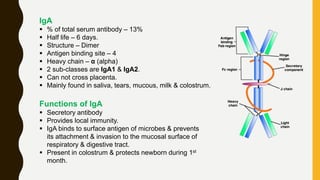 Allergy, Allergen & Antibody | PPTX