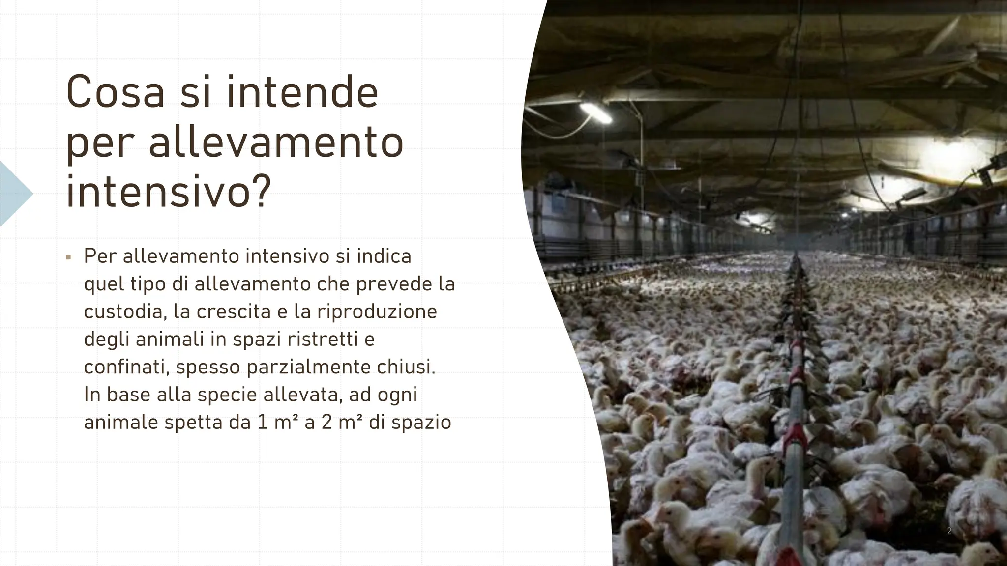 ALLEVAMENTO INTENSIVO E IMPATTO AMBIENTALE.pdf