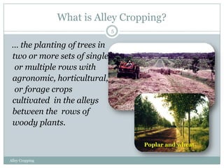 alleycropping-140124103307-phpapp01.pptx