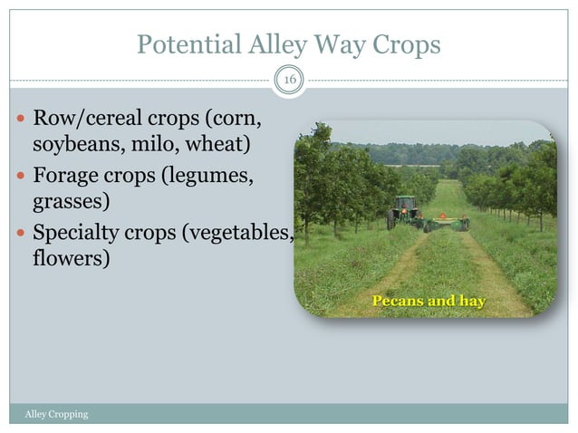 Alley cropping | PPTX | Agriculture | Industries