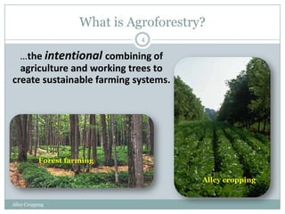 Alley cropping | PPTX