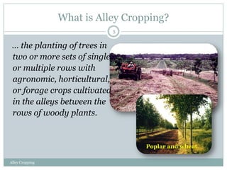 Alley cropping | PPTX