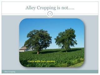 Alley Cropping Definition