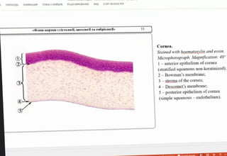All histo specimen ( content 3 ) pdf.pdf