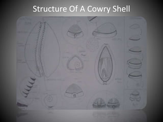 Allied design : cowry shell | PPT