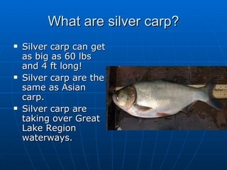 Silver Carp | PPT
