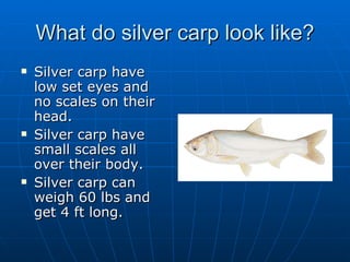 Silver Carp | PPT