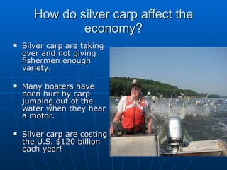 Silver Carp | PPT