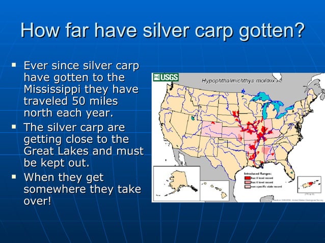 Silver Carp | PPT