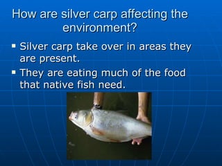 Silver Carp | PPT
