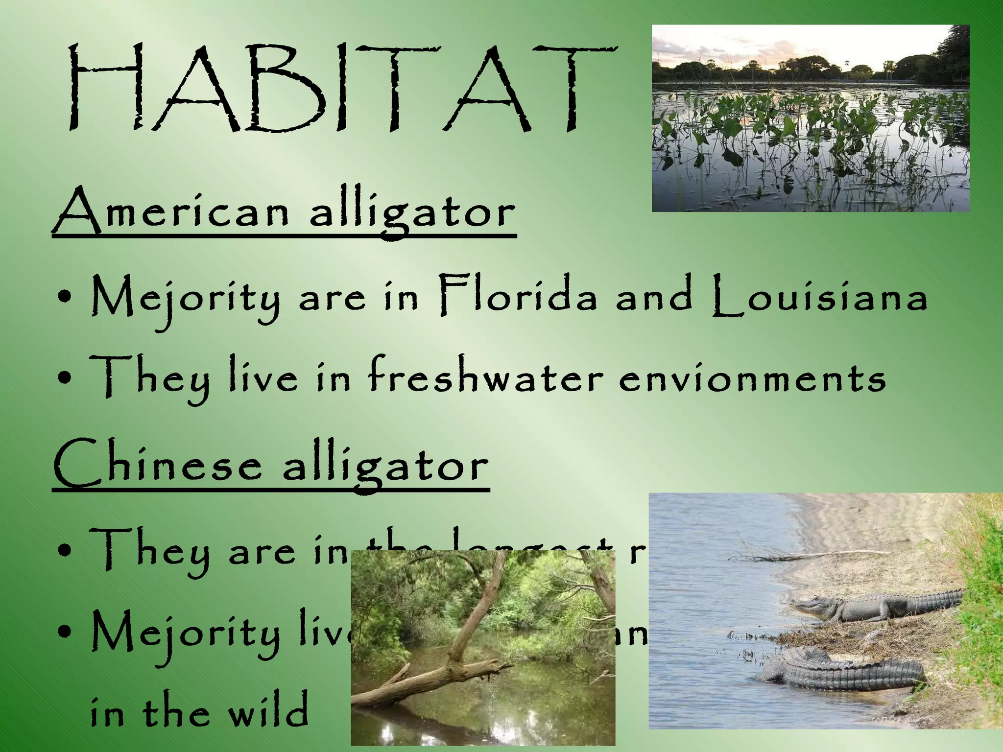 Alligator | PPT