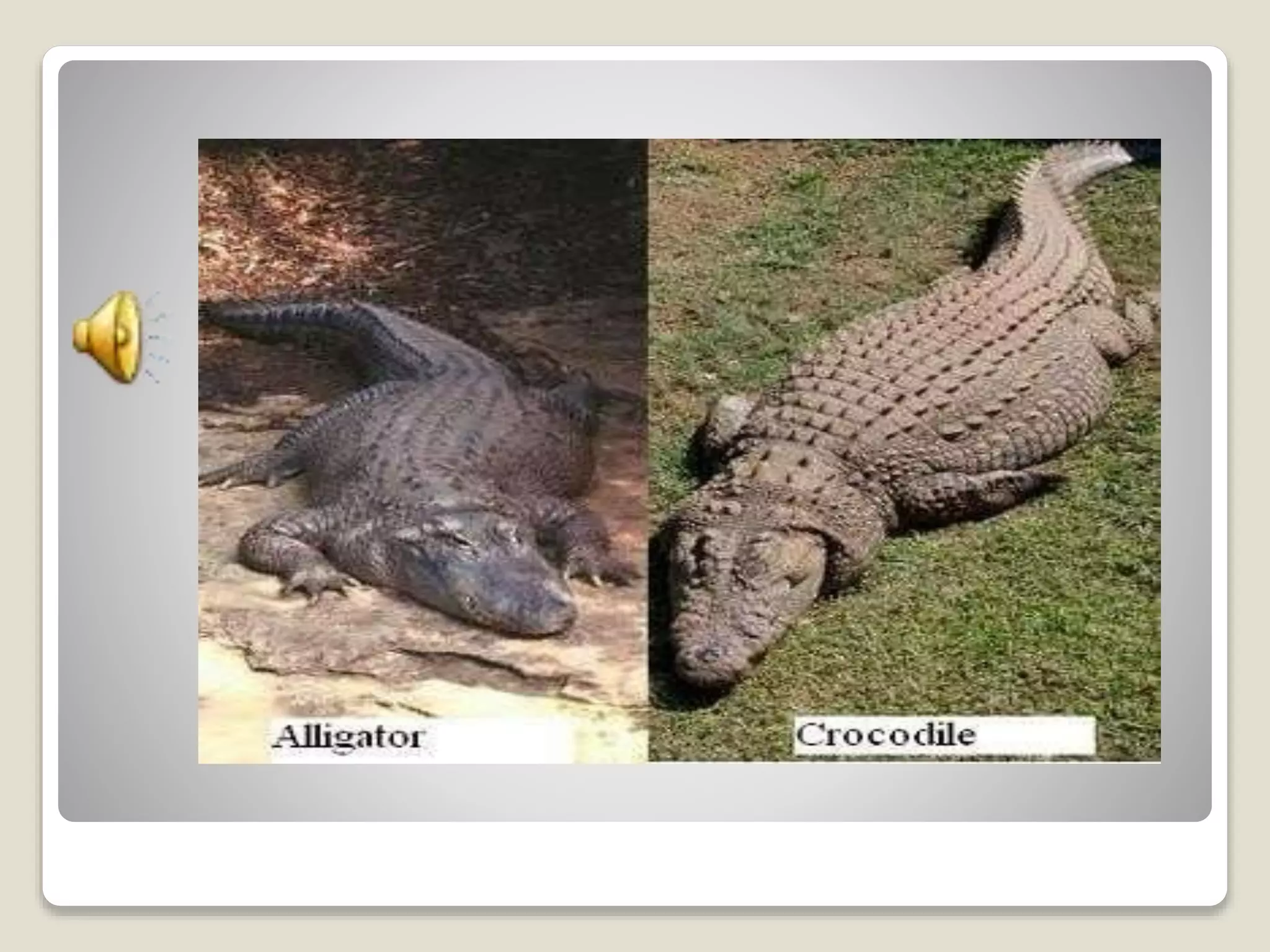 Life Cycle of Alligator For Elementary | PPTX
