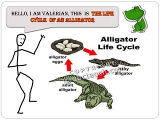 Life Cycle of Alligator For Elementary | PPTX