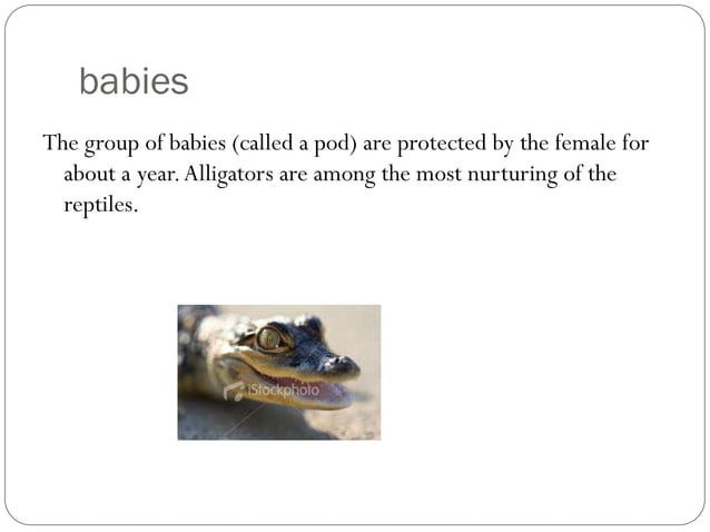 Life Cycle of Alligator For Elementary | PPT