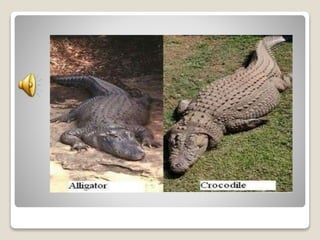 Life Cycle of Alligator For Elementary | PPTX | Dental Health ...
