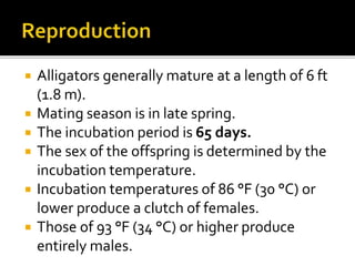 Alligatoridae, Alligator & caimans | PPTX