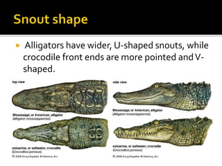 Alligatoridae, Alligator & caimans | PPTX
