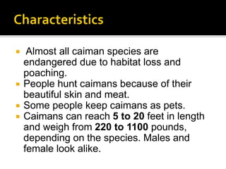 Alligatoridae, Alligator & caimans | PPTX