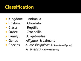 Alligatoridae, Alligator & caimans | PPTX