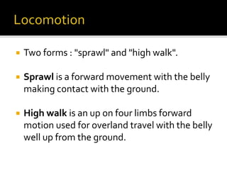 Alligatoridae, Alligator & caimans | PPTX