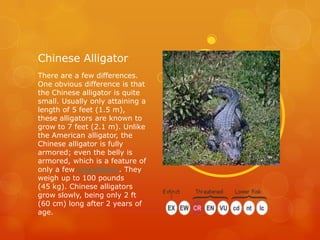 Alligators | PPT