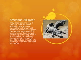 Alligators | PPT