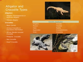 Alligators | PPTX