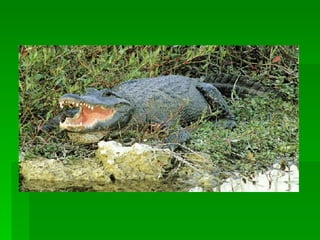 Alligators | PPT