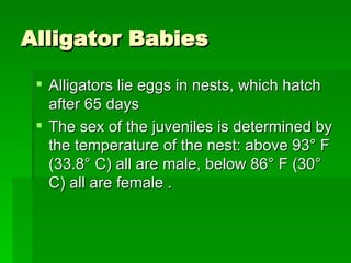 Alligators | PPT