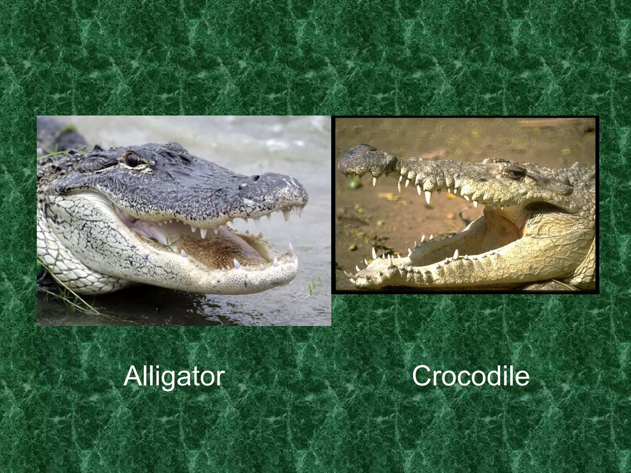 Alligators And Crocodiles | PPT