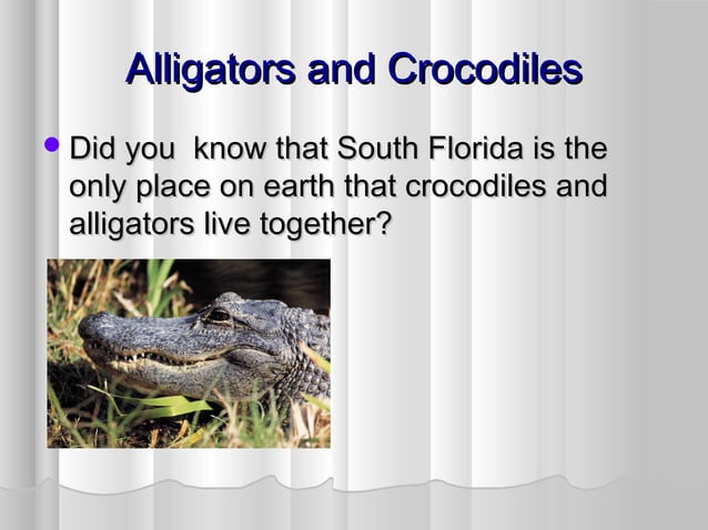 Alligators and crocodiles talia | PPT