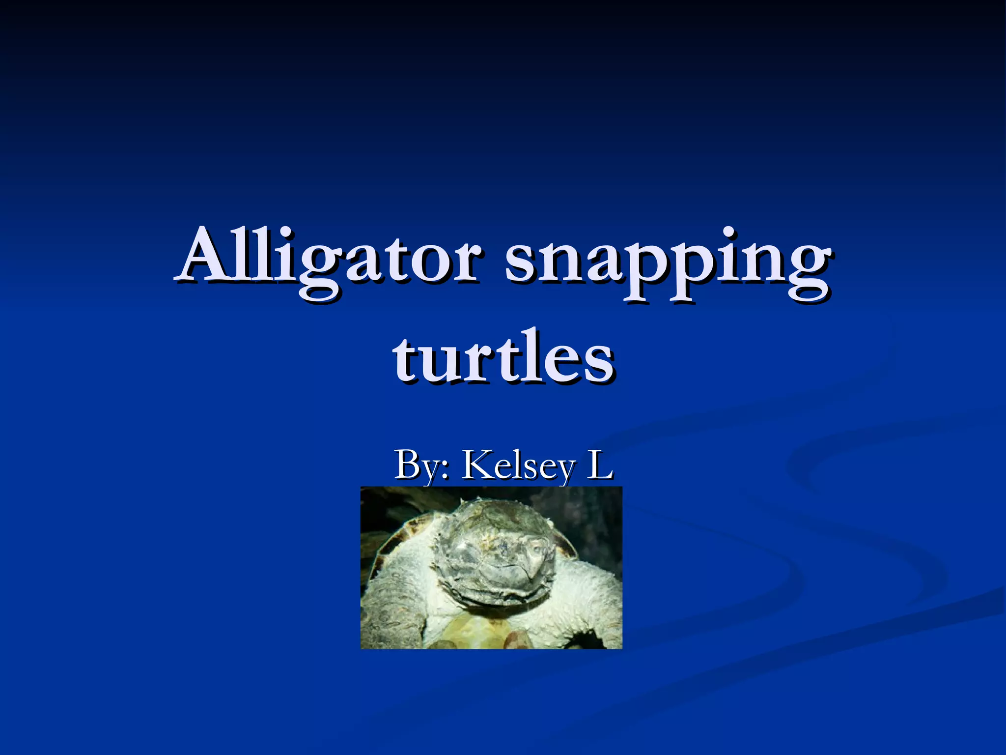 Alligator snapping turtles | PPT