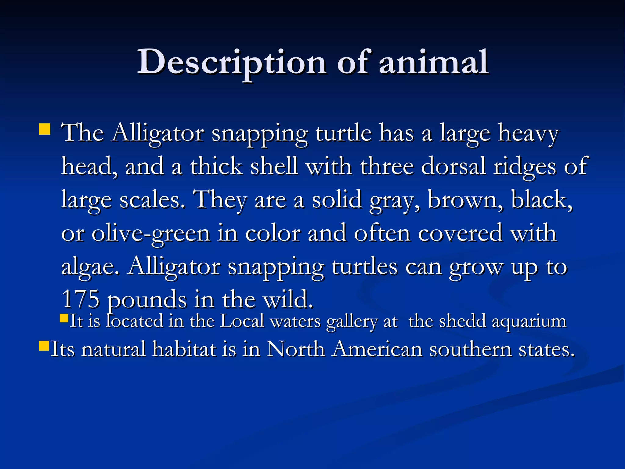 Alligator snapping turtles | PPT