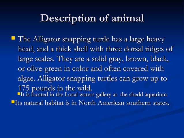 Alligator snapping turtles | PPT