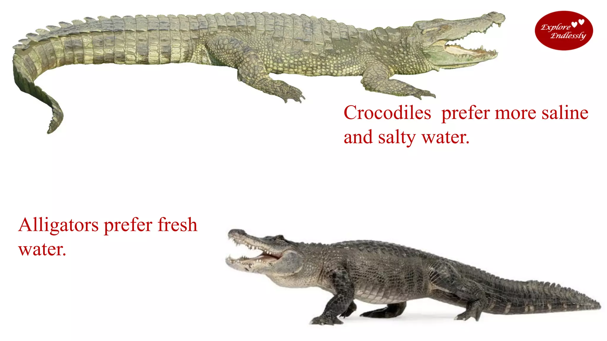 Crocodile Vs Alligator
