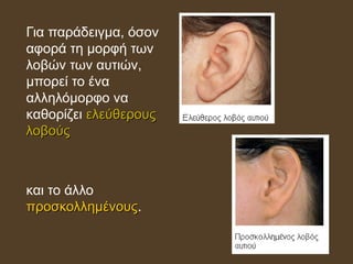 Αλληλόμορφα γονίδια | PPT