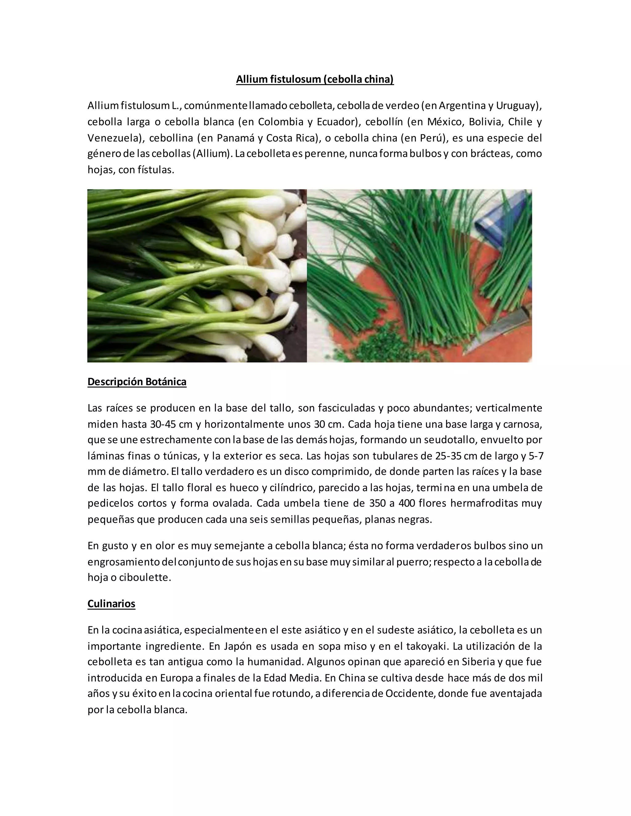 Allium fistulosum | DOCX