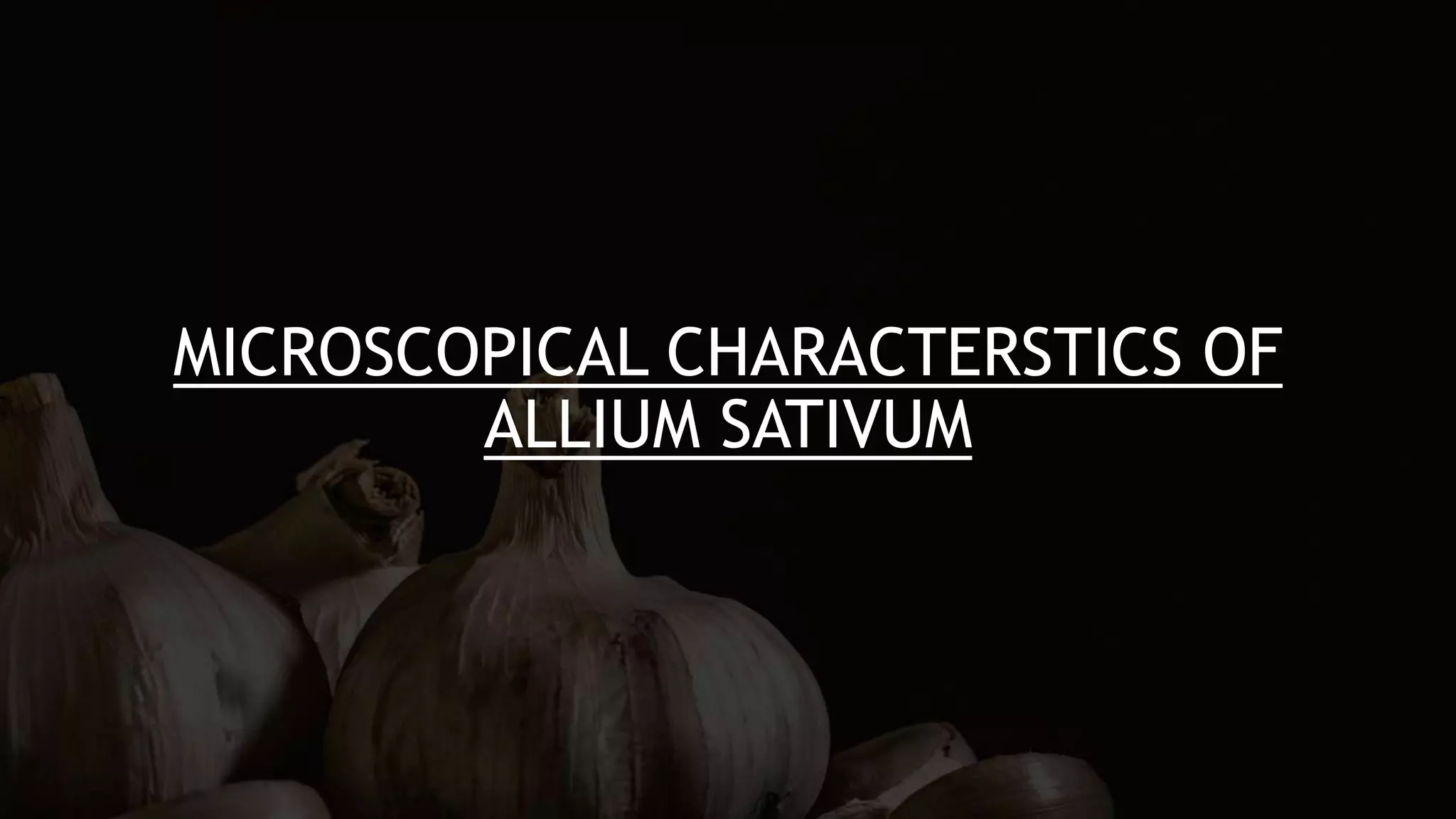 ALLIUM SATIVUM.pptx