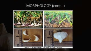 ALLIUM SATIVUM.pptx